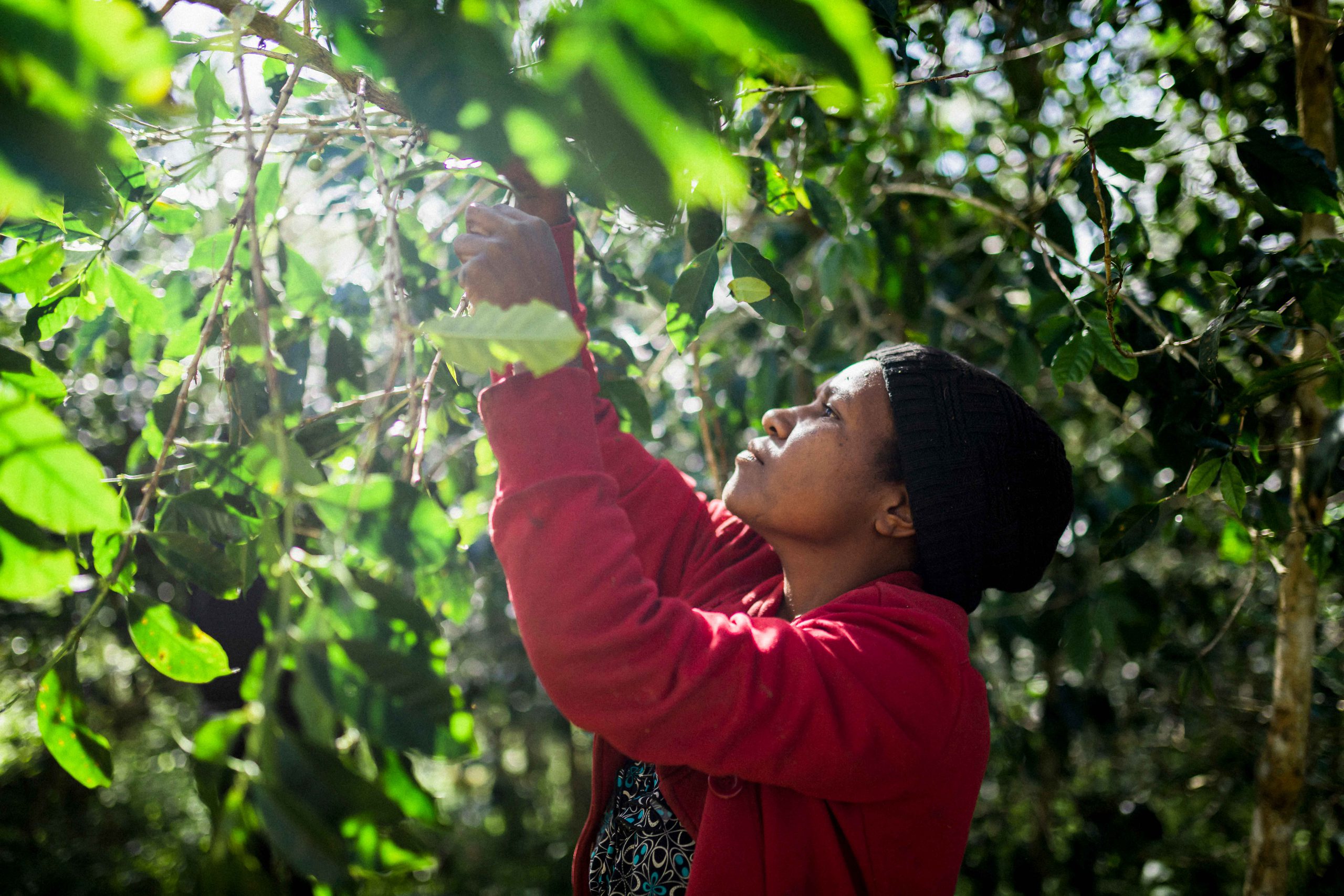 Fairtrade Photo Kit | Fairtrade Australia & New Zealand | Fairtrade ...