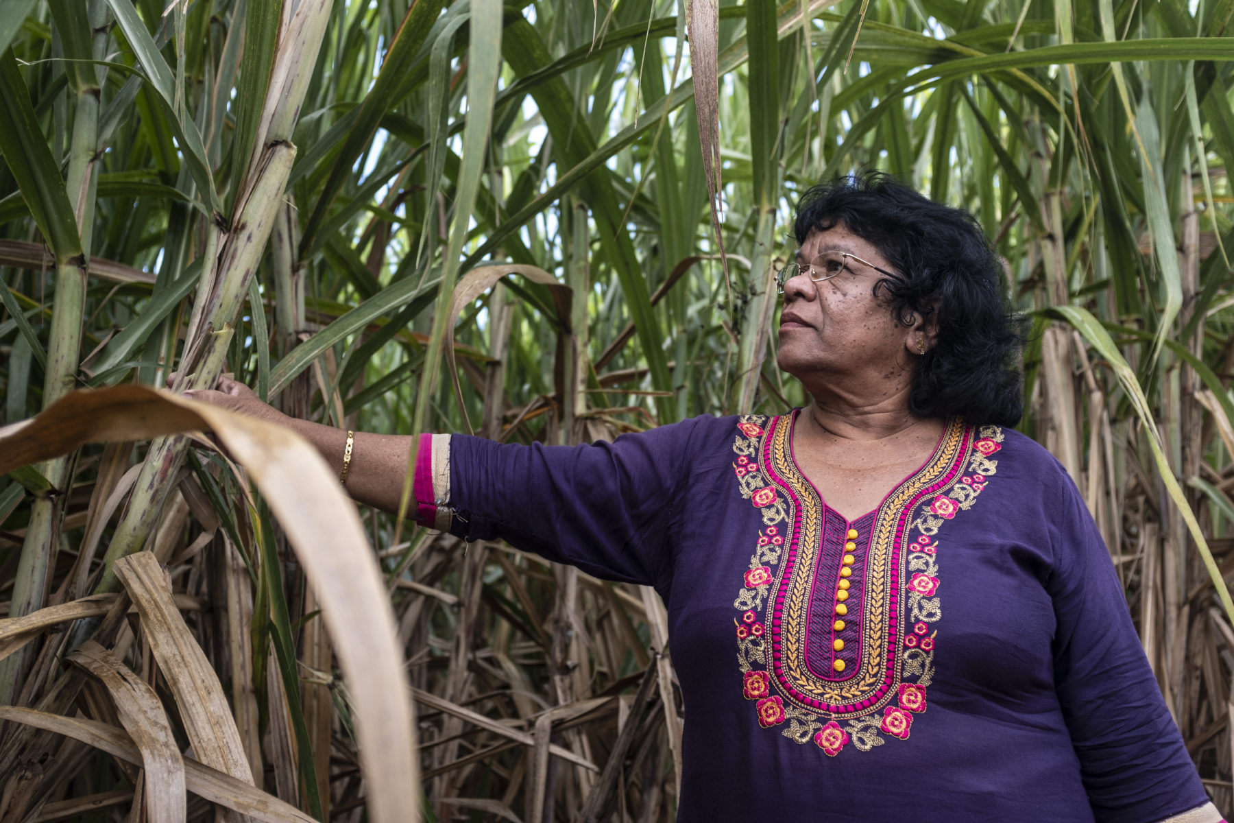 Sugar Cane Farmers for a Sustainable (and Sweet) Future | Fairtrade Australia New Zealand